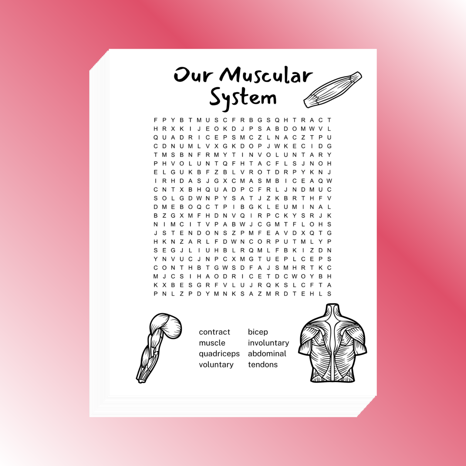 Muscular System Word Search – Word Search Boss