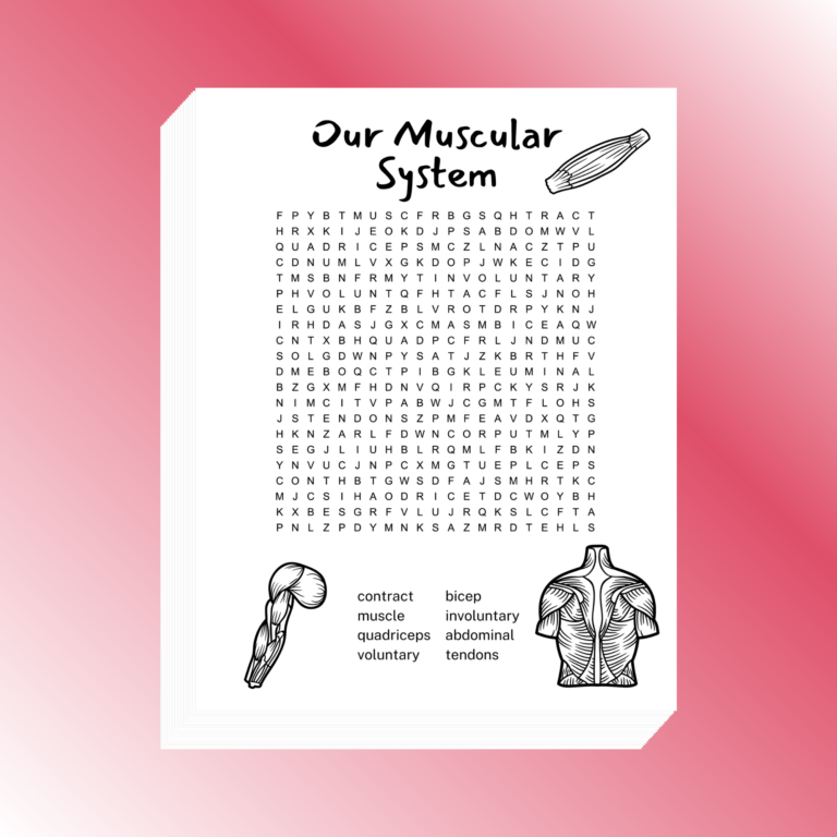 Muscular System Word Search – Word Search Boss